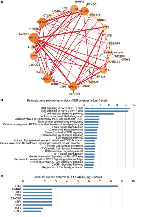 Network Of Correlated Hub Genes Conserved Across Distinct Data Groups