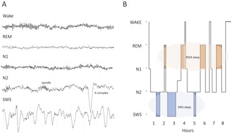 Sleep Physiology A Exemplary Eeg Traces For Wake And Each Of The
