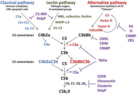 Schematic Of Complement Activation And Regulation Complement