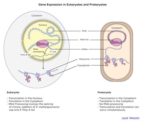 Transcriptional Regulation Control Of Gene Expression In Eukaryotes