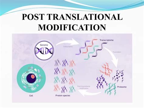 Post Translational Modification Pptx