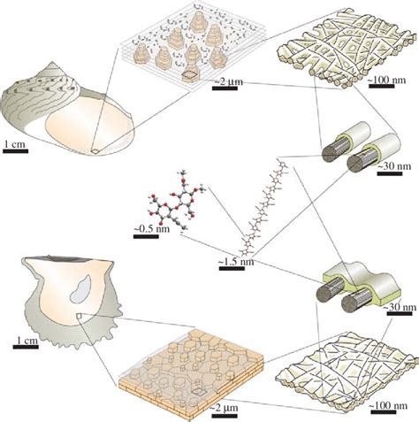 Hierarchical Construction Of Nacre A Sketch Diagram Showing The