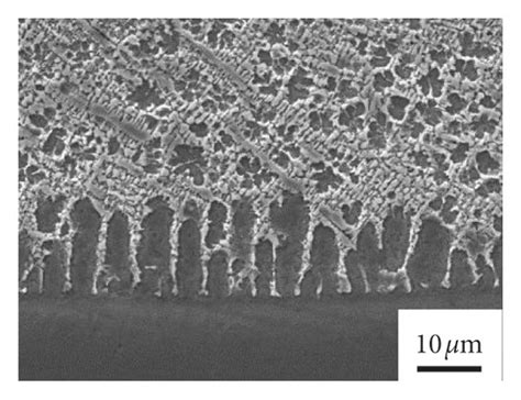 The Sem Photographs Of The Laser Cladding Coatings For Different Ceo2