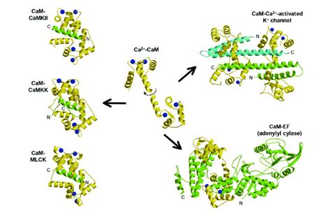Comparison Of Different Calmodulin Target Structures Centre