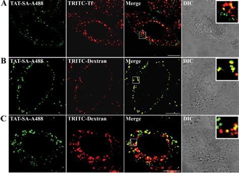 Colocalization Of Tat Sa With Endocytic Markers In Living Cells A