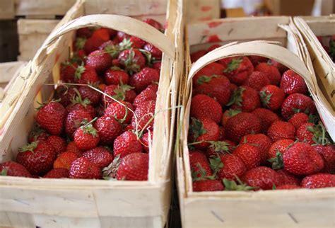 무료 이미지 식물 산딸기 과일 말린 씨앗 식사 식품 생기게 하다 디저트 Frutti Di Bosco
