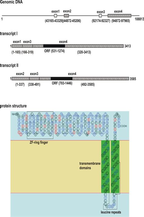 A Schematic Representation Of The Human Rnf182 Gene Transcript And