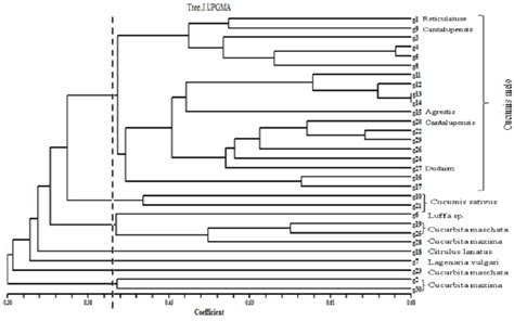 Dendrogram Based On Jaccards Similarity Coefficient And Upgma