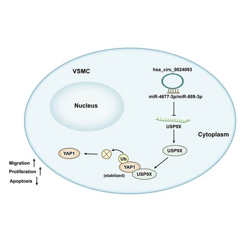 Hsa Circ 0024093 Accelerates Vsmc Proliferation Via Mir 4677 3p Mir 889