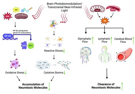 Brain Photobiomodulation In The Treatment Of Alzheimers Disease Ad