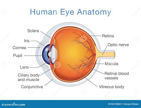 Anatomía Del Ojo Humano Y De Descripciones Ilustración Del Vector