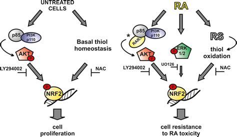Schematic Representation Of Ra Induced Nrf2 Activation In Sh Sy5y