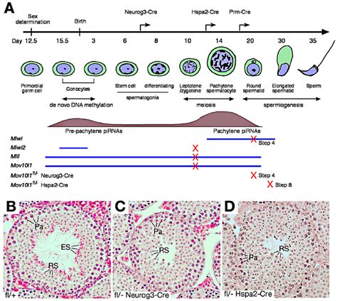 Spermatogenesis Timeline
