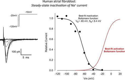 Steady State Voltage Dependence Of Inactivation Of Ina In A Human