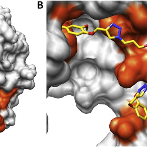 Binding Pose Of Compound 3g In The Active Site Of Target Protein A