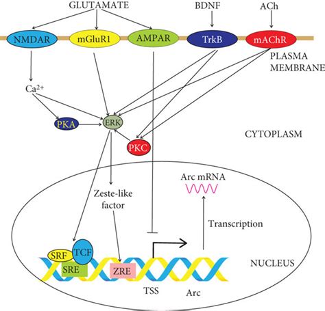 Regulation Of The Transcription Of The Activity Regulated Download