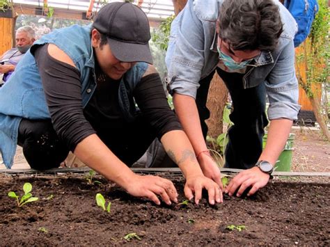 Cdmx Y Pnuma Buscan Integrar El Sistema De Huertos Urbanos De La Ciudad