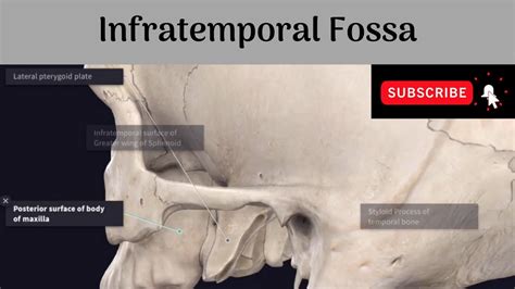 Infratemporal Fossa