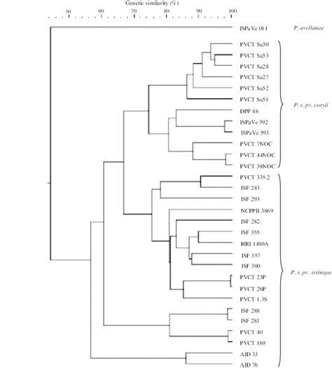 Dendrogram Of 31 Pseudomonas Spp Strains Analysed By Fluorescent