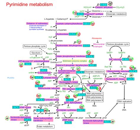 Pyrimidine Metabolism