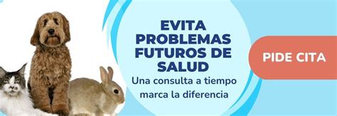 3 Beneficios Que No Sabías Sobre La Esterilización En Perros Gatos Y