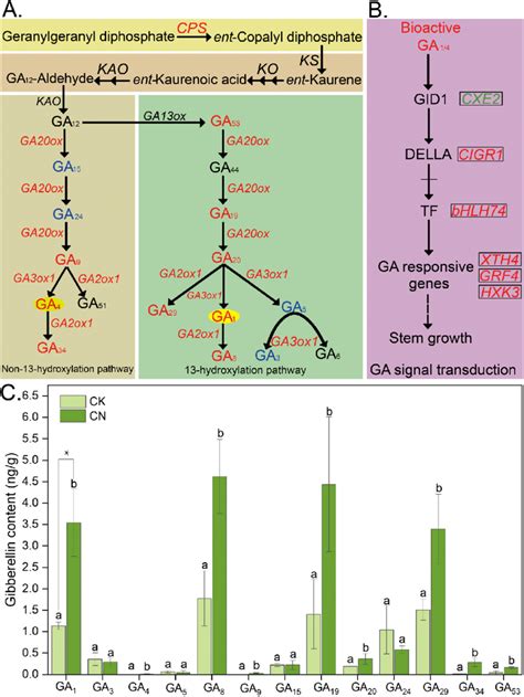Degs And Gas Are Involved In Ga Biosynthesis Pathway And Signal