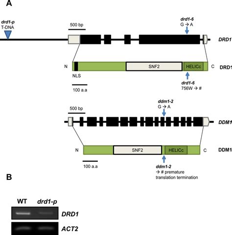 The Positions Of Mutations And Expression Of Drd1 Gene A Domain