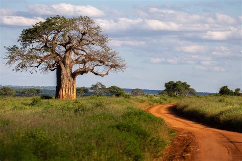 The Uses Of Africas Baobab Trees — Alika Africa Duma Explorer