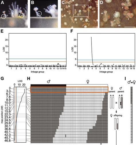 Xy Sex Determination In Hydractinia A Early And Late Stages Of