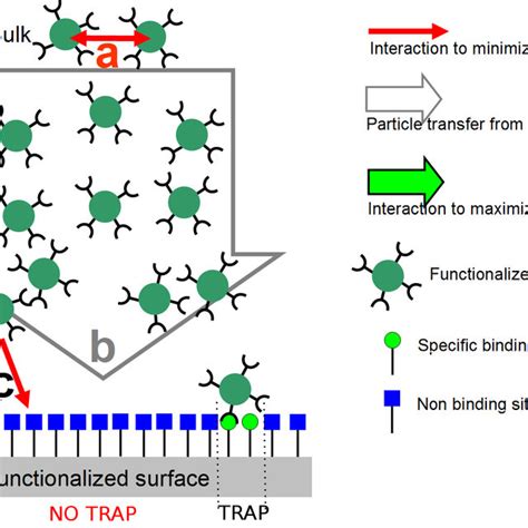 9 Schematic Representation Of Surface Functionalization And Its Use For