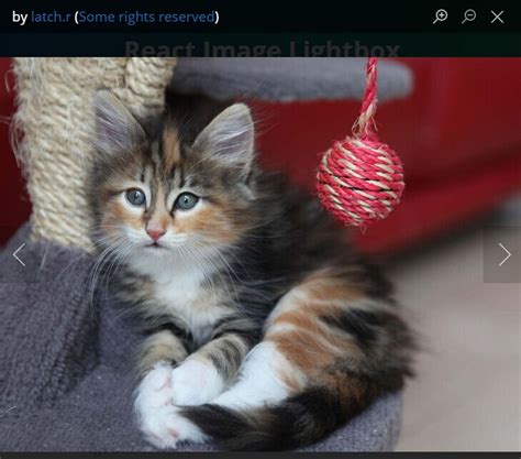 flexible react image lightbox component reactscript