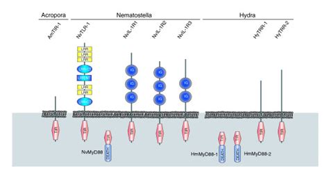 Summary Of Domain Structures Of Tir Domain Containing Proteins