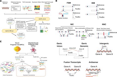 Sqanti Extensive Characterization Of Long Read Transcript Sequences