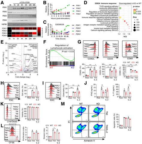 Pdk4 Differentially Regulates Expression Of Genes Associated With