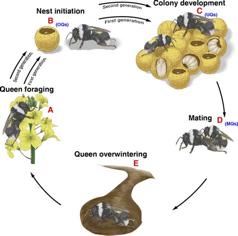 what is the life cycle of carpenter bees picture of carpenter