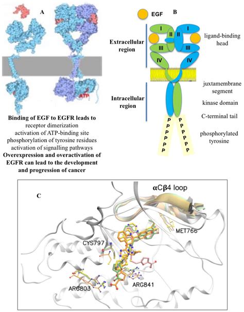 Egfr Dimerization A Structural Features Of The Dimeric Form Of Egfr