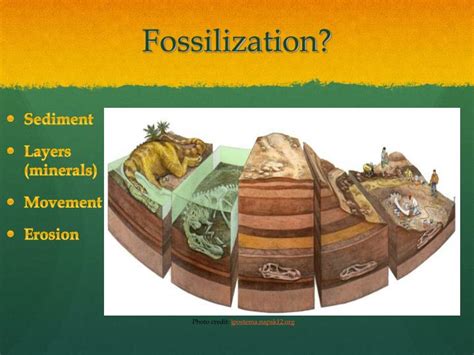 Ppt Fossils Powerpoint Presentation Id 2161503
