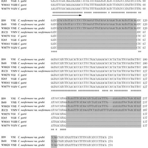Multiple Sequence Alignment Of Fragments Of The Str1 Gene Orthologs In