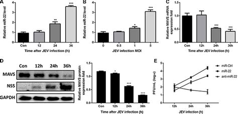 Microrna 22 Negatively Regulates Poly I C Triggered Type I Interferon