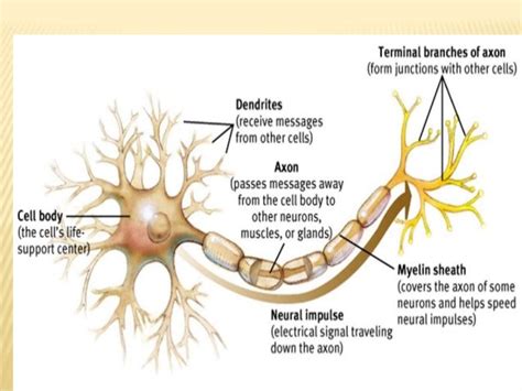 Neuron Labeled And Functions