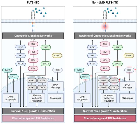 Schematic Overview Of Oncogenic Signaling In Flt3 Itd Mutated Aml