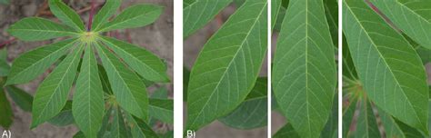 [pdf] Deep Learning For Image Based Cassava Disease Detection