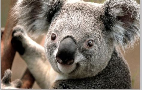 Fungsi Dan Cara Menggunakan Clone Tool Pada Photoshop