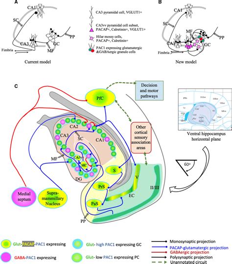 Hippocampal Formation Circuits With An Emphasis On Smat Neuropeptide