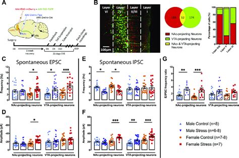 Cvs Alters Nac And Vta Projecting Mpfc Neuron Functional Activity In A