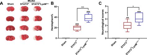 Jak2 Stat3 Axis Intermediates Microglia Macrophage Polarization During