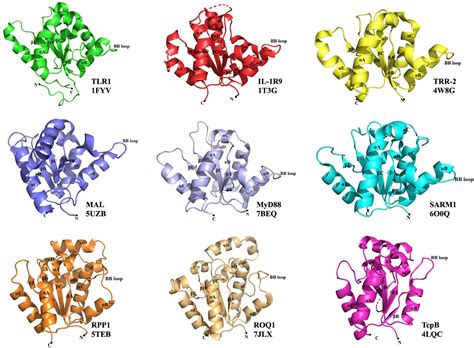 Frontiers Structural Evolution Of Tir Domain Signalosomes