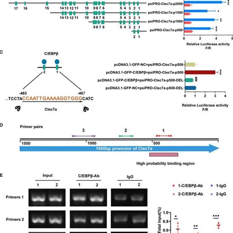 C Ebpβ Is A Transcription Activator In The Promoter Region Of Clec7a