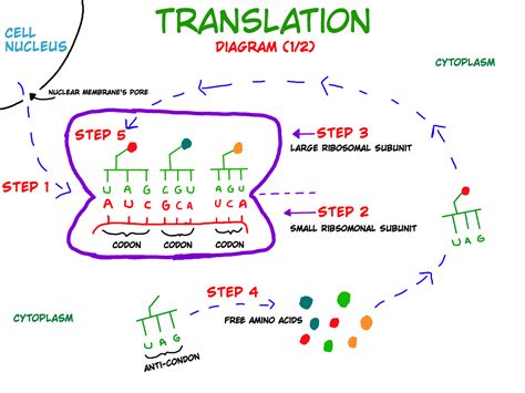 Hsc Biology Module 5 Inquiry Question 3
