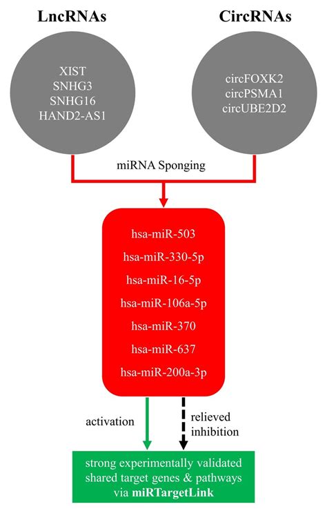 The Breast Cancer Exosomal Lncrna Circrna‐mirna‐target Axis Download